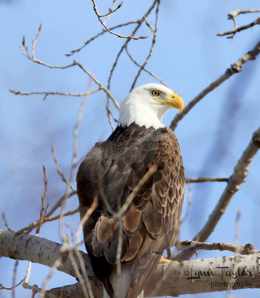 Lynn Taylor—Professional Photographer and Fine Art Photographer | Lael ...